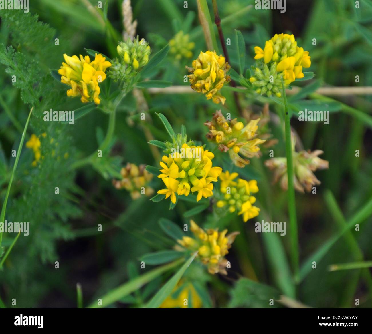 Alfalfa sickle (Medicago falcata) blooms in nature Stock Photo - Alamy