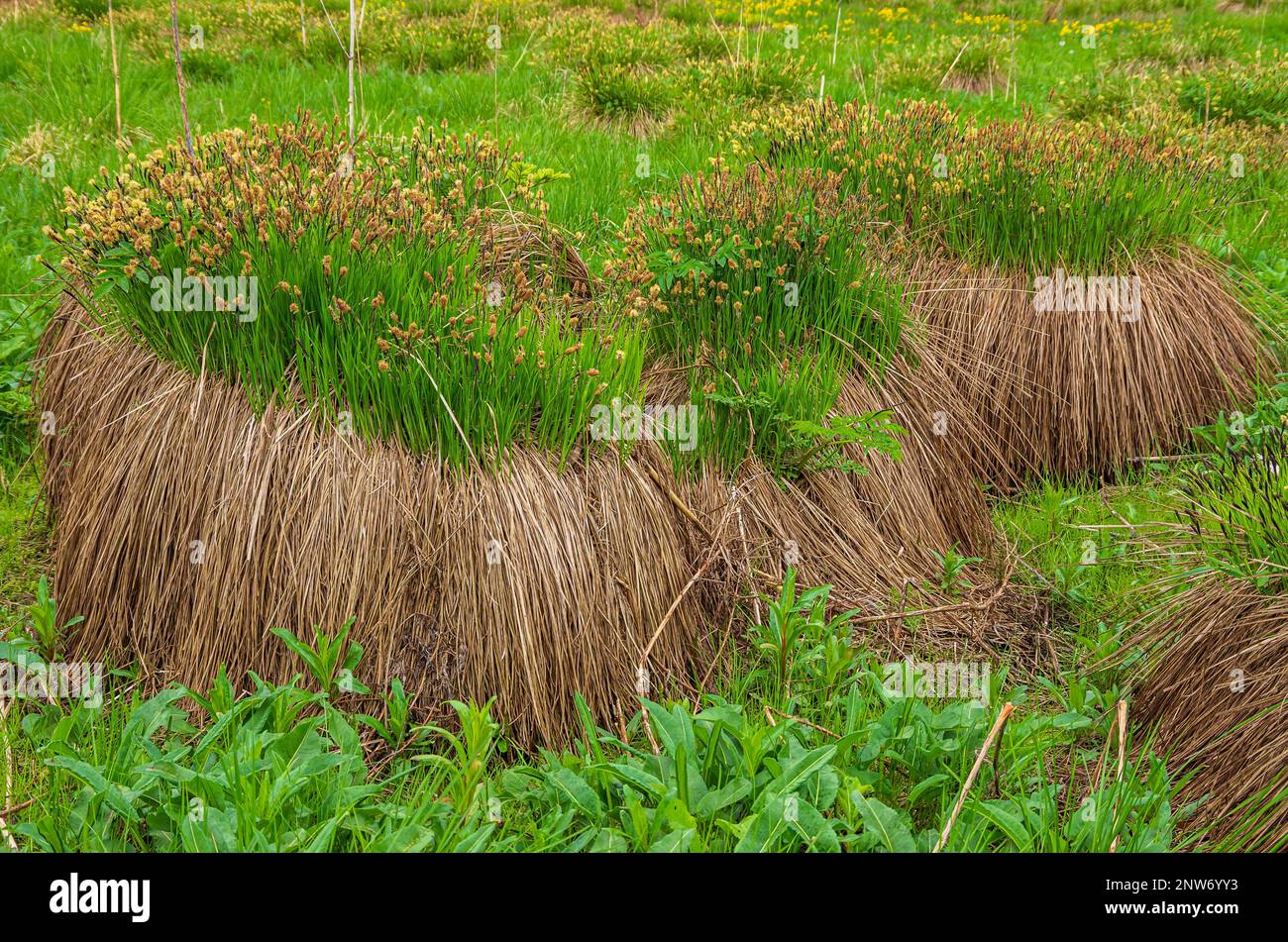 Schopfloch peat bog, a raised bog and nature reserve on the Swabian Alb ...
