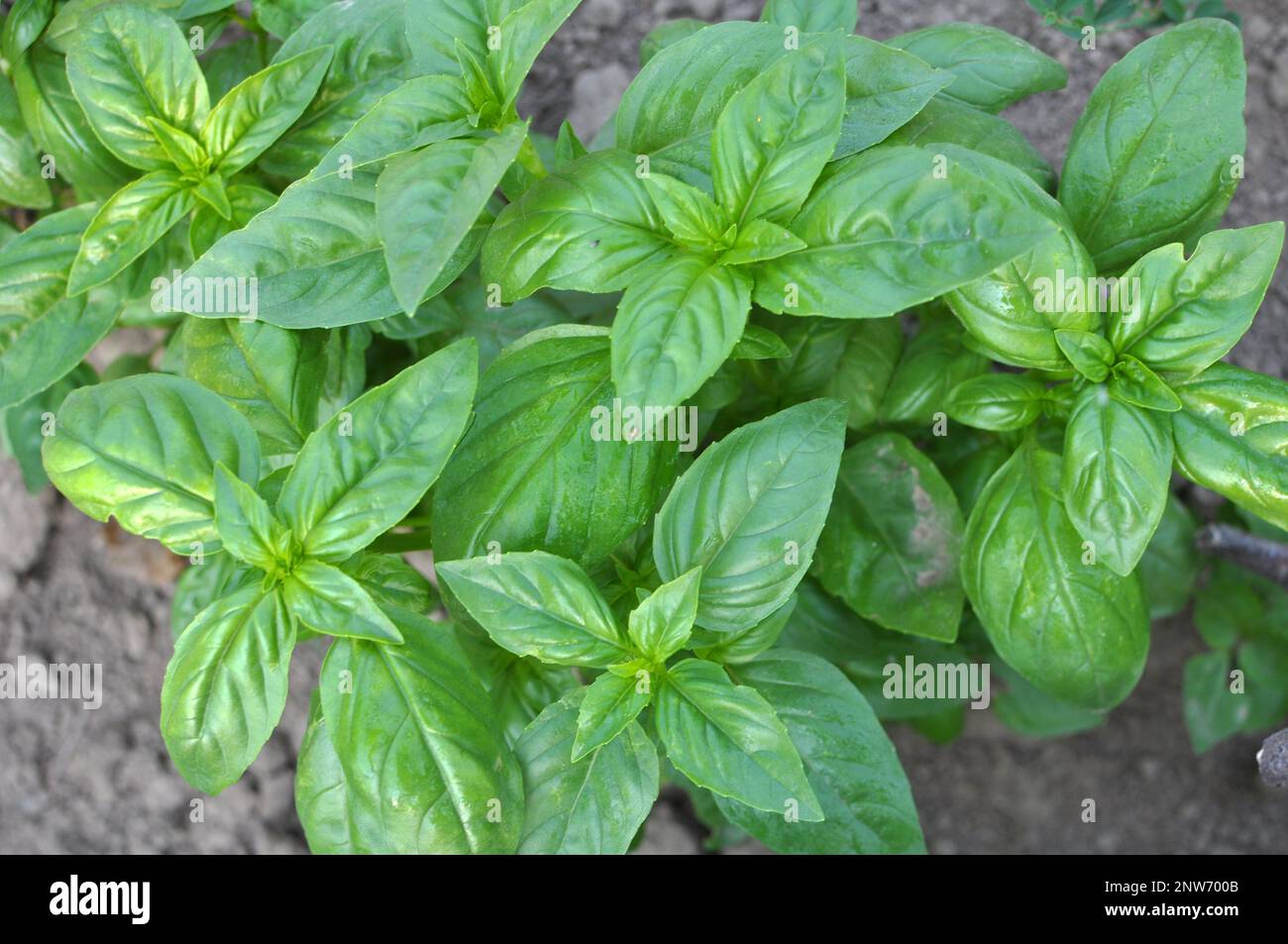 Basil grows in open ground in the garden Stock Photo - Alamy