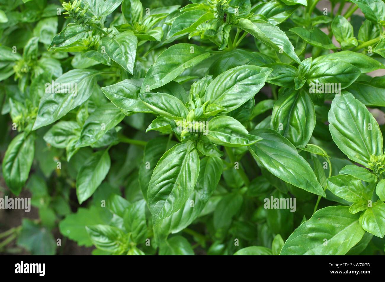Basil grows in open ground in the garden Stock Photo - Alamy