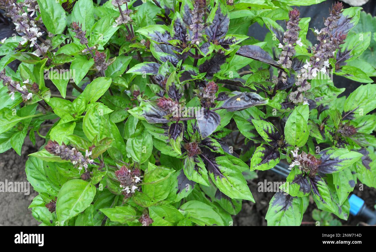 Basil grows in open ground in the garden Stock Photo - Alamy