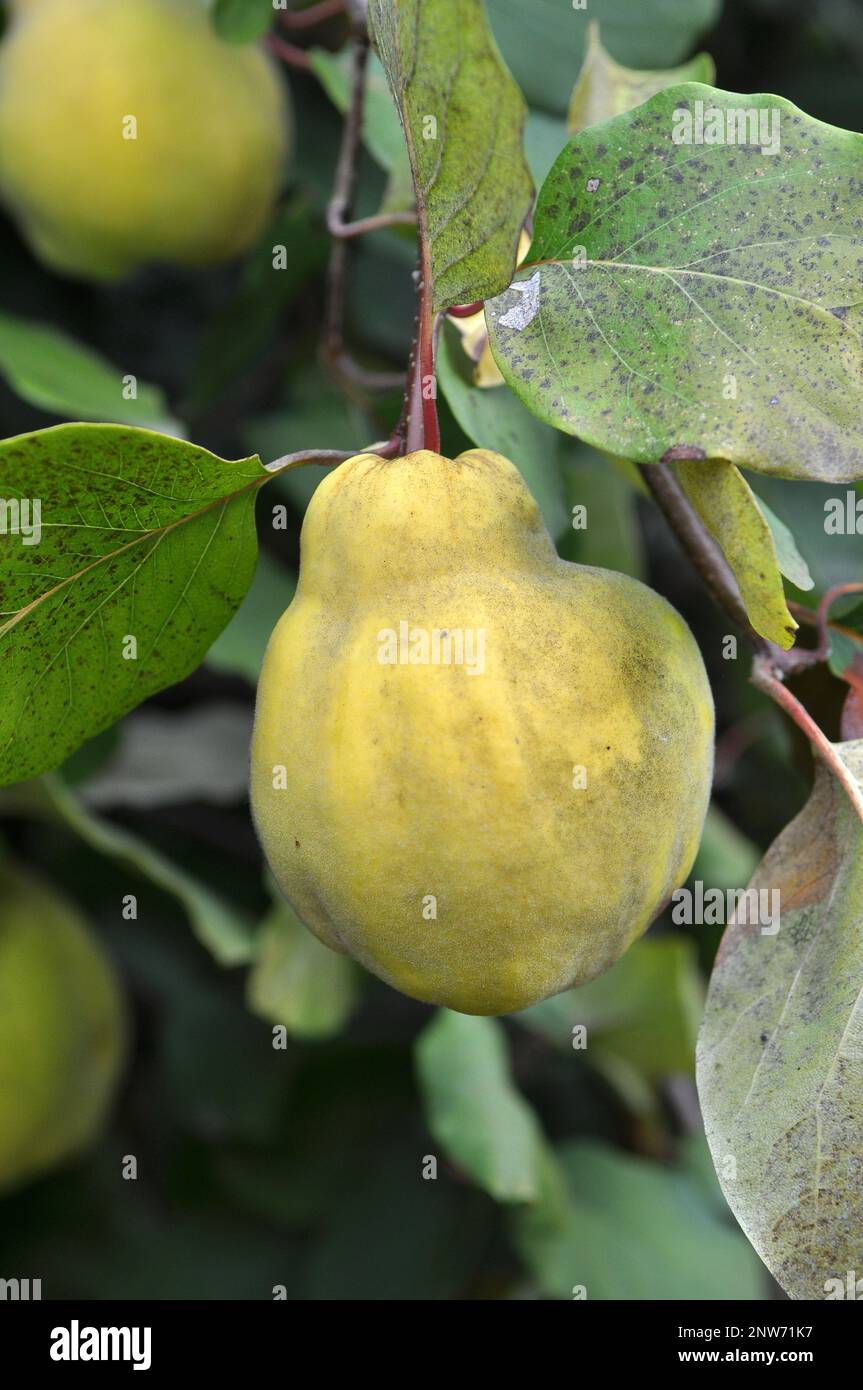 Quince (Cydonia oblonga) fruits ripen on the branch of the bush Stock ...