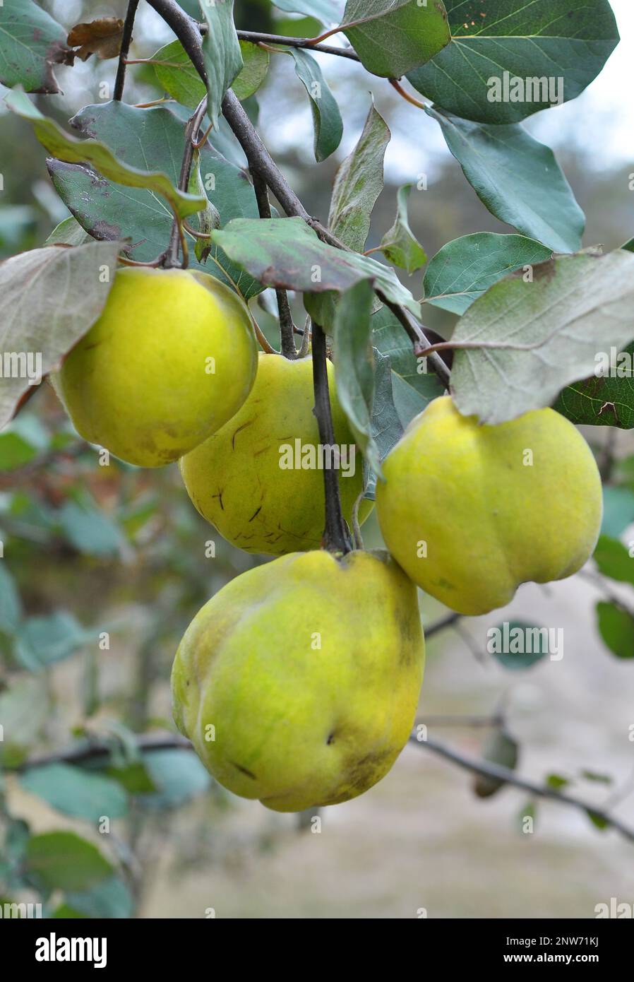 Quince (Cydonia oblonga) fruits ripen on the branch of the bush Stock ...