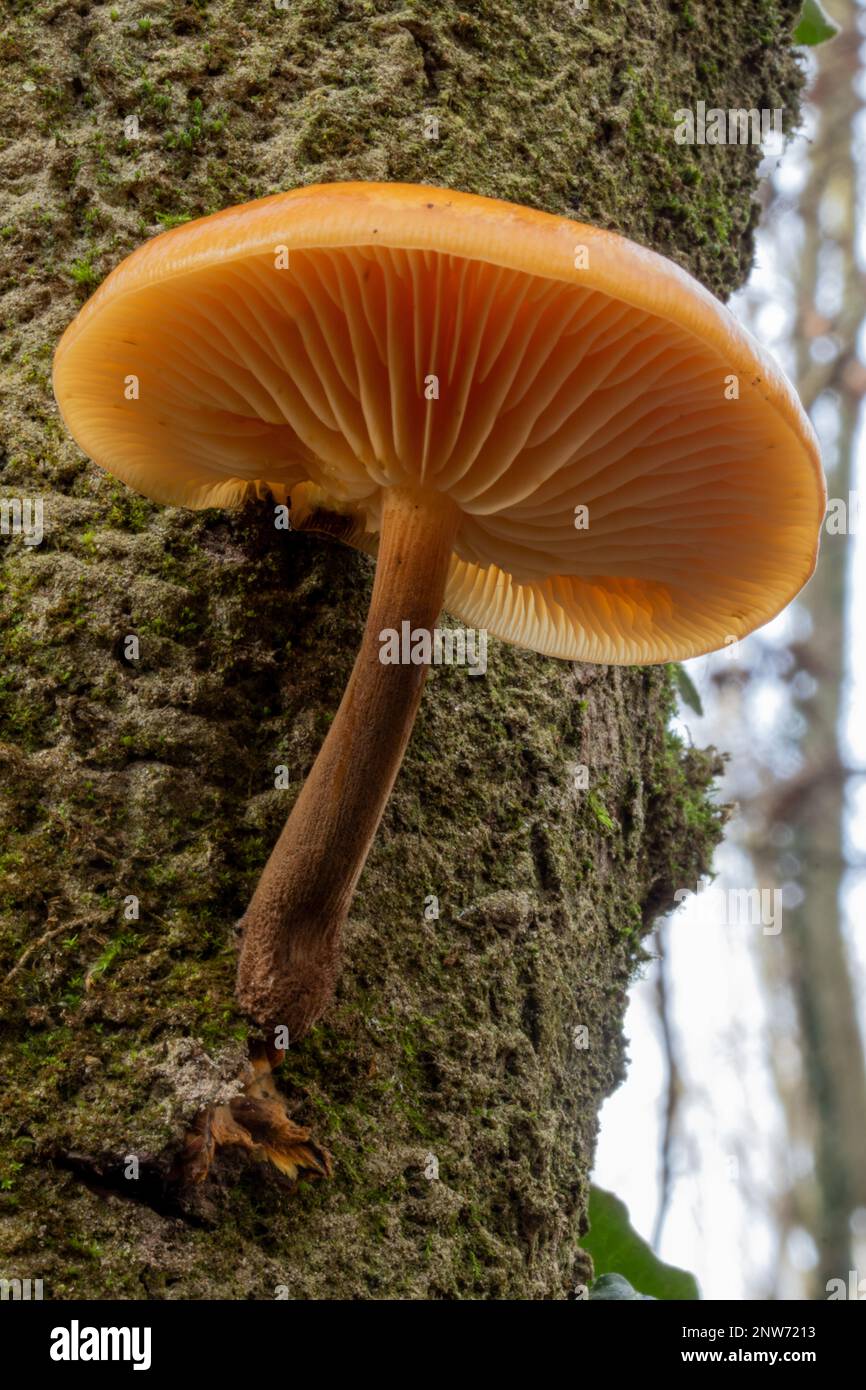 Winter yellow edible mushroom Flammulina velutipes on the tree. Also ...