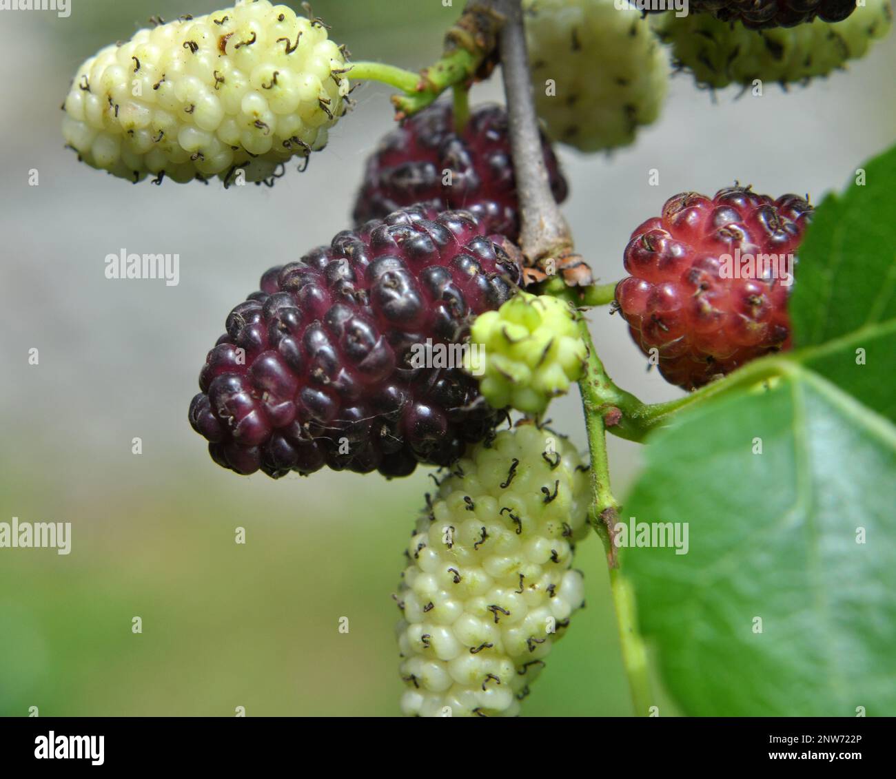 Close up of black mulberry berries (Morus nigra) ripen on a tree branch ...