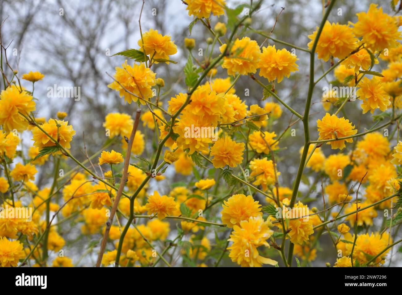Kerria japonica bush blooms in the garden in spring Stock Photo - Alamy