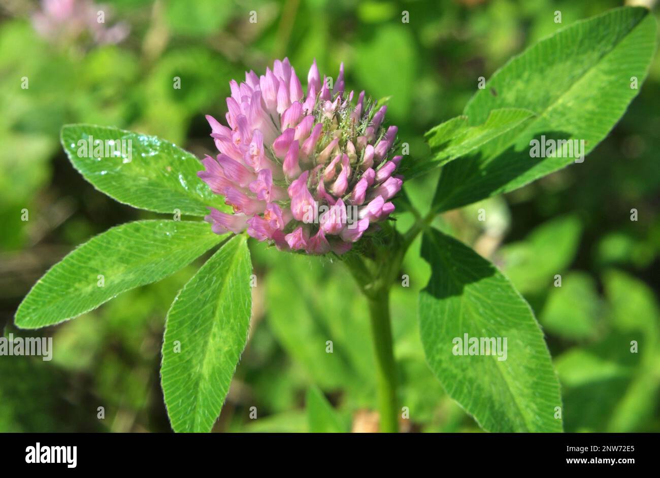 Stockbred hi-res stock photography and images - Alamy