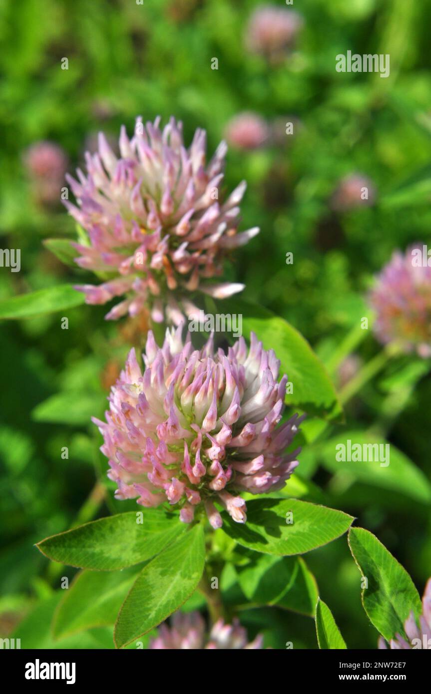 Blooming red clover, which is a valuable fodder for animals Stock Photo ...