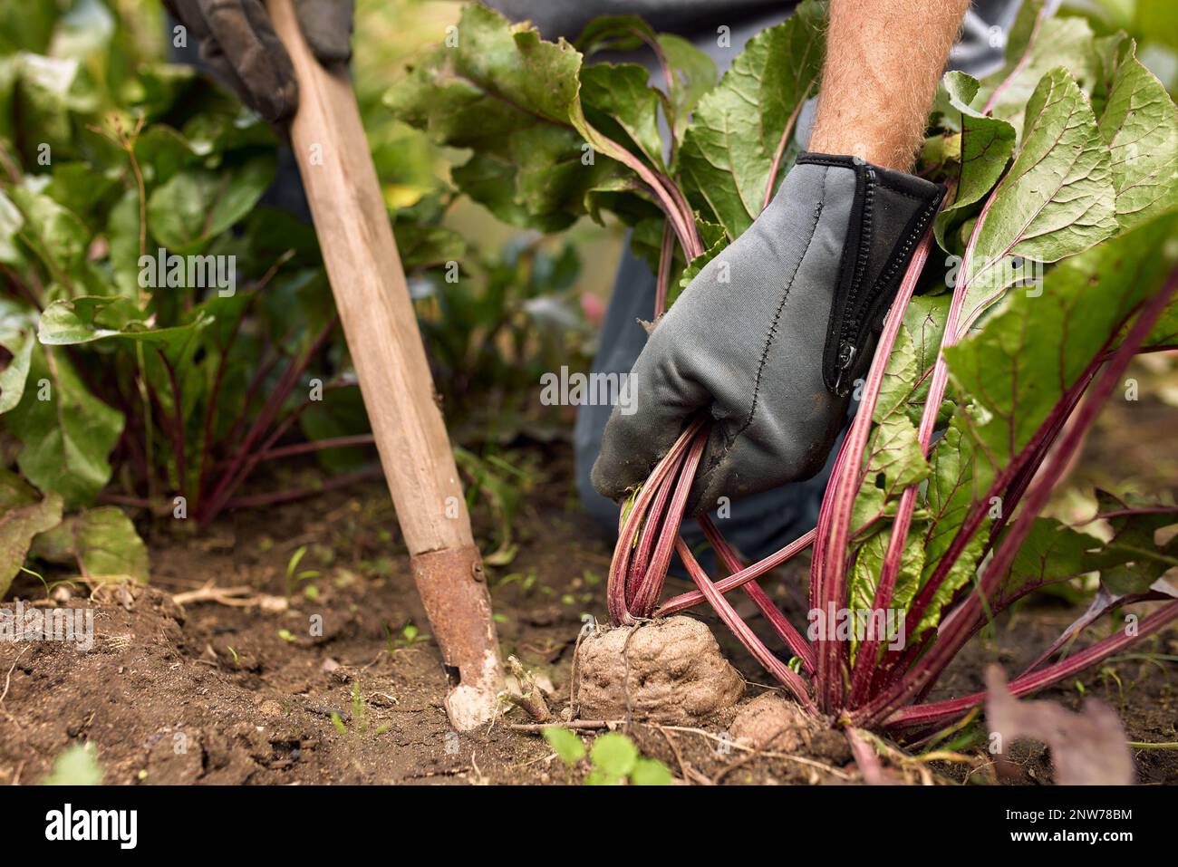 Farmers hands pulling fresh organic hi-res stock photography and images ...