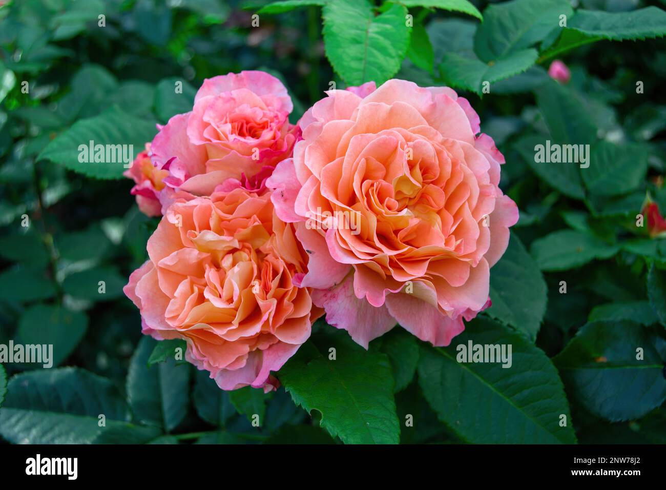 Rosa Augusta Luise, pretty hybrid tea rose plant. Beautifully blooming ...
