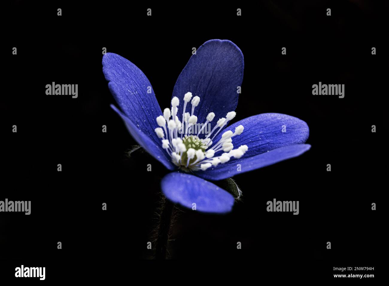 Liver flower hi-res stock photography and images - Alamy