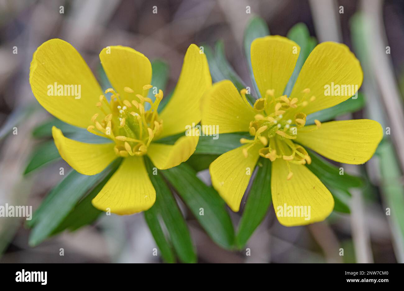 Eranthis hyemalis flower Stock Photo - Alamy