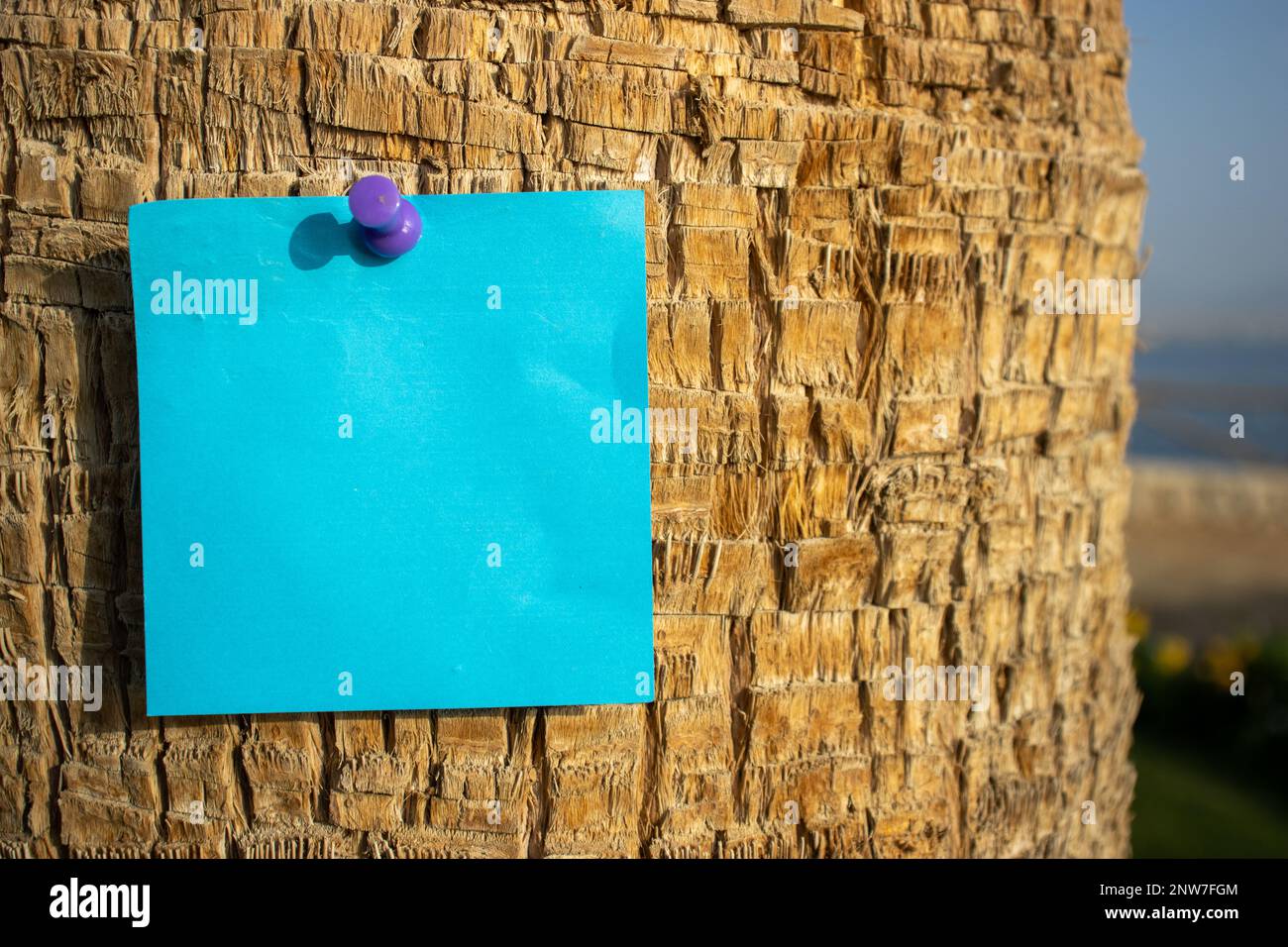 a blue square paper note with mapping pin on a palm tree with empty ...