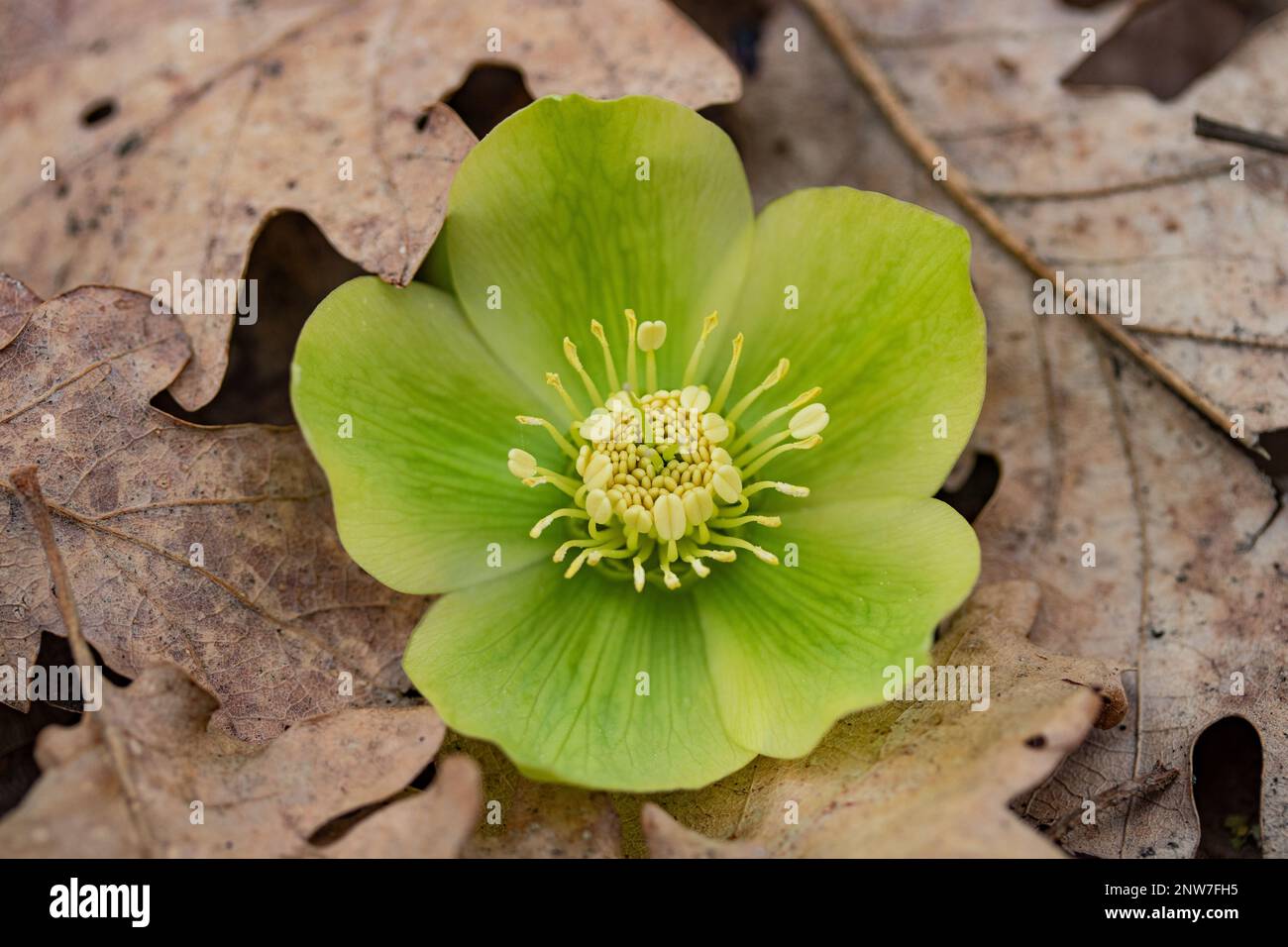 Fresh green flower helleborus hi-res stock photography and images - Alamy