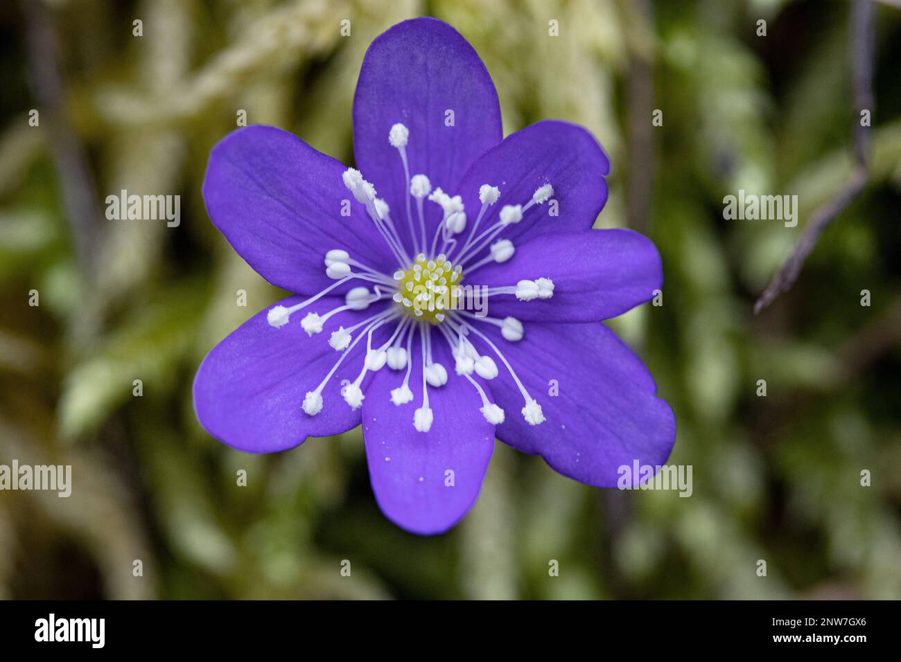 Liver flower hi-res stock photography and images - Alamy