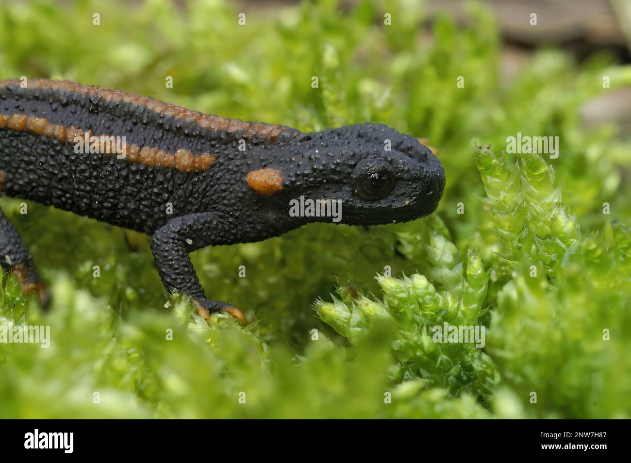 Colorful closeup on a captive bred juvenile of the endangered Asian Red ...
