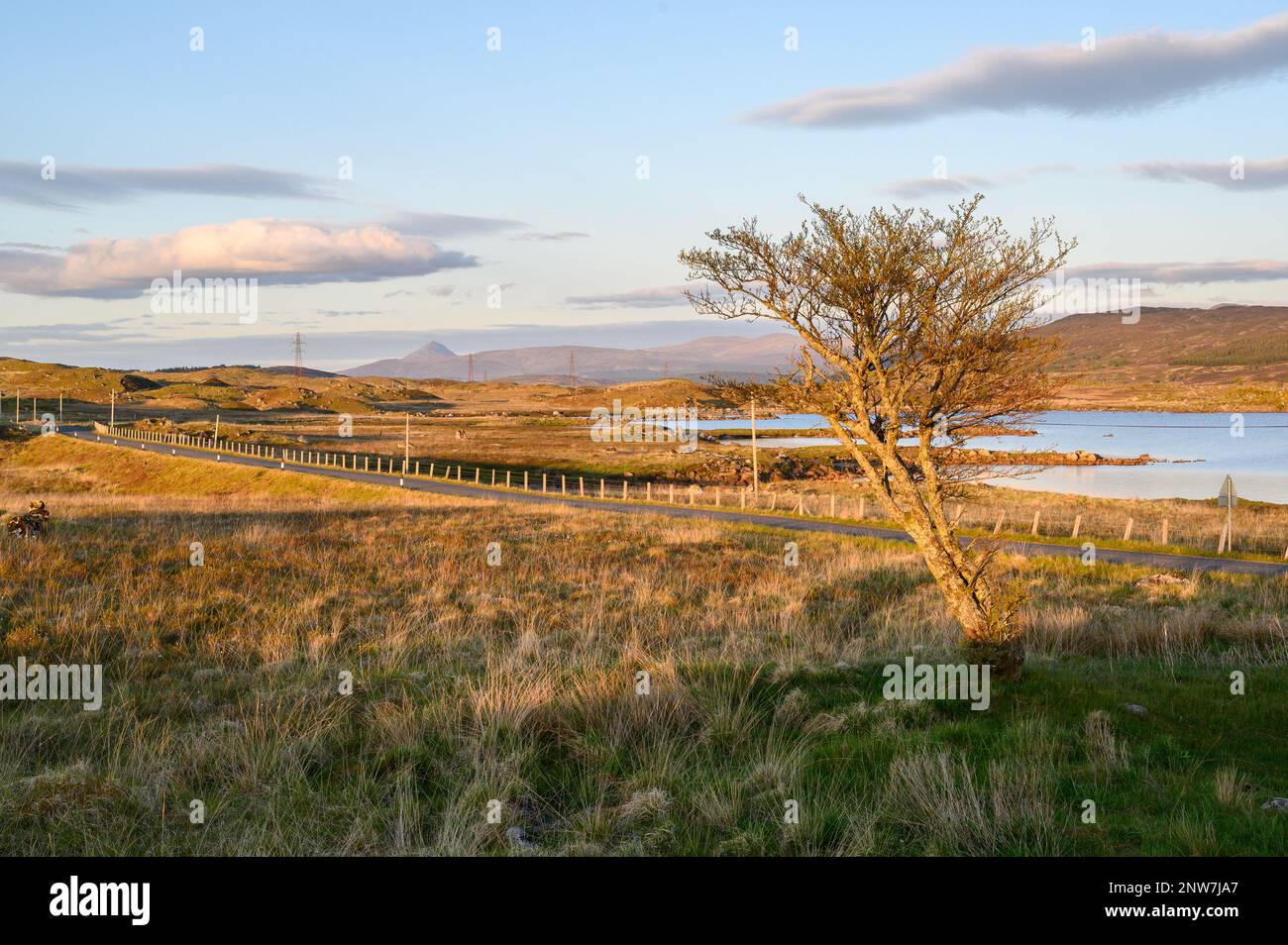 Empty road and an old tree in Rannoch Moor in Scotland during sunset ...