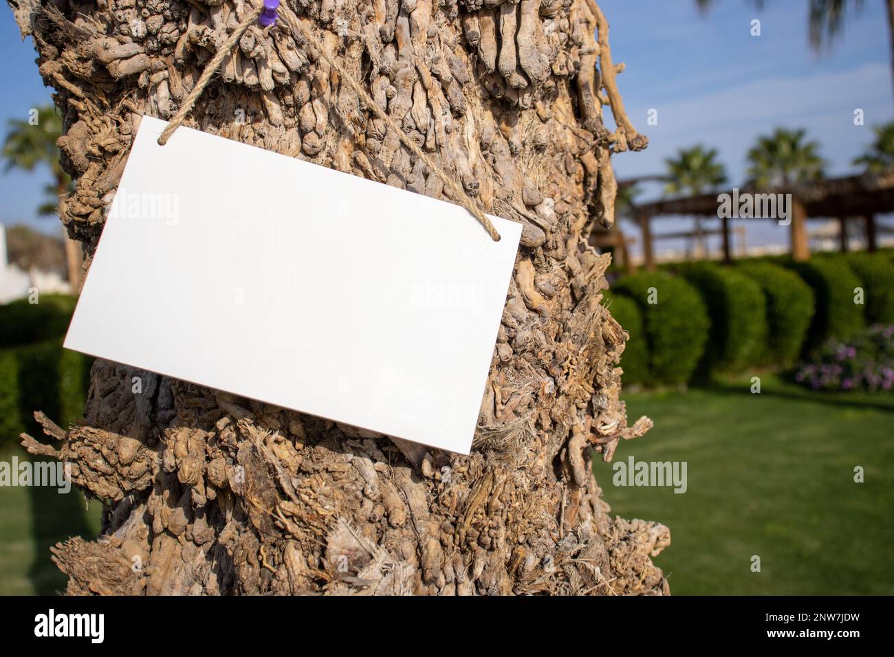 a white hanging picture sign on a coconut tree with empty free space ...