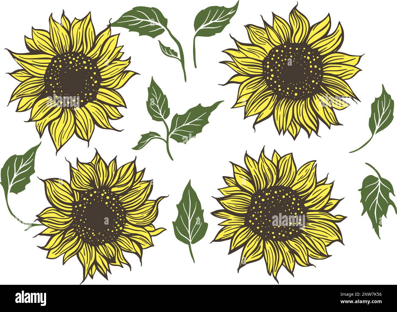 Sunflower beautiful flower with leaves, doodle nature botanical set ...