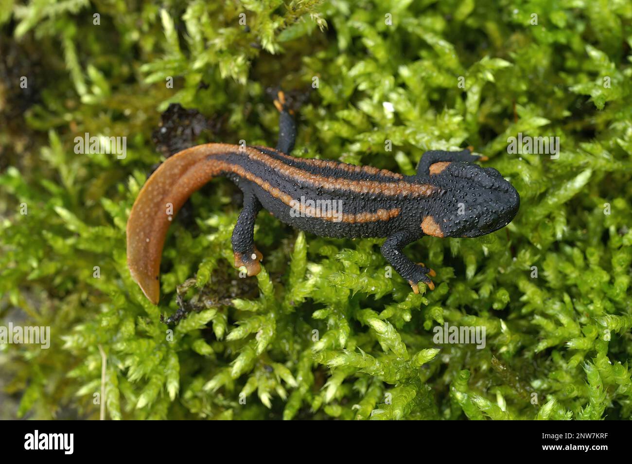 Colorful closeup on a captive bred juvenile of the endangered Asian Red ...