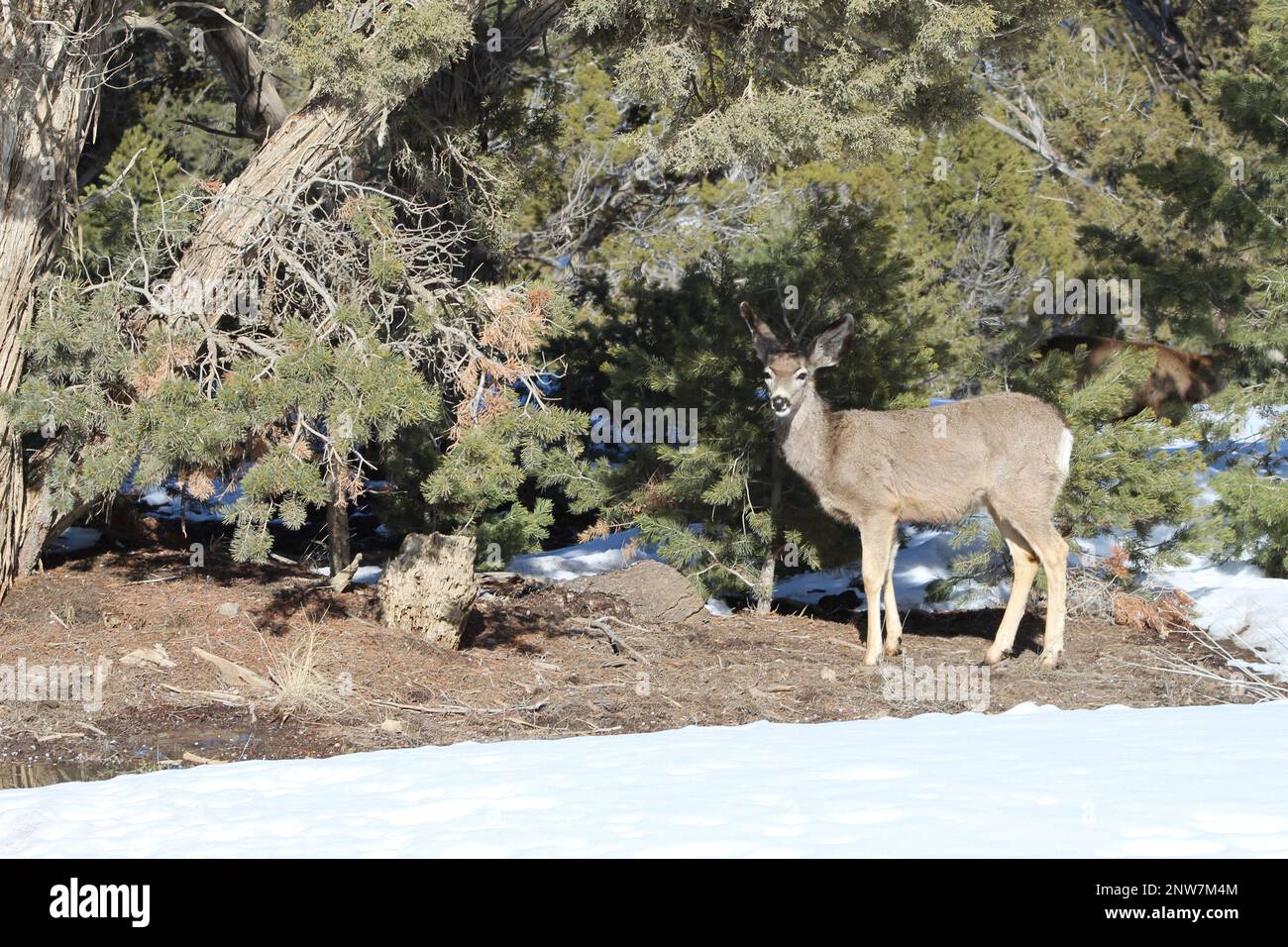 Deer with trees hi-res stock photography and images - Alamy