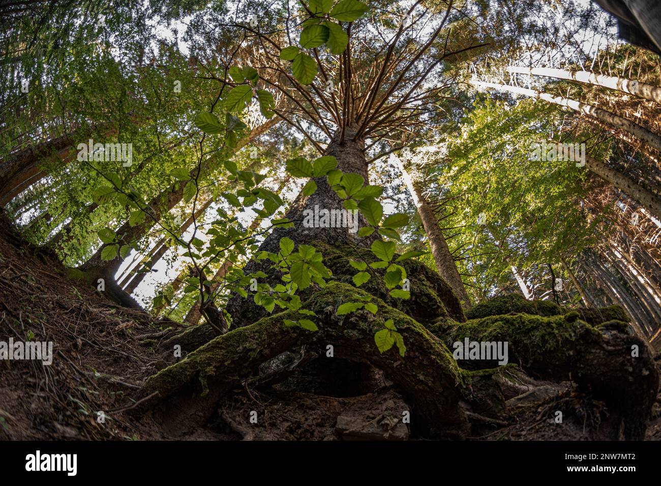Beautiful background of forest trees seen from below Stock Photo - Alamy