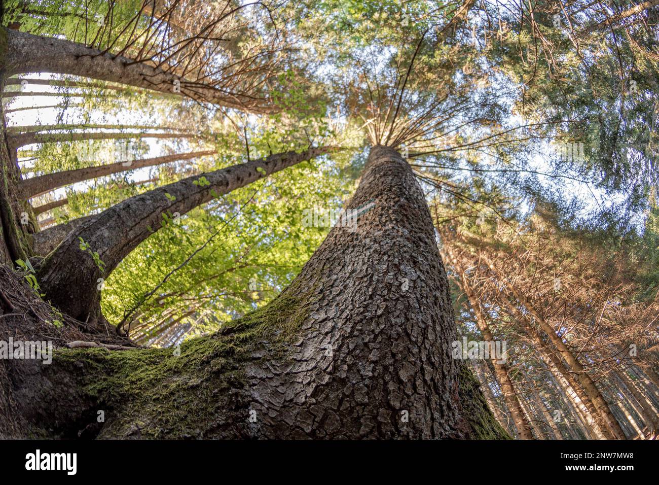 Beautiful background of forest trees seen from below Stock Photo - Alamy