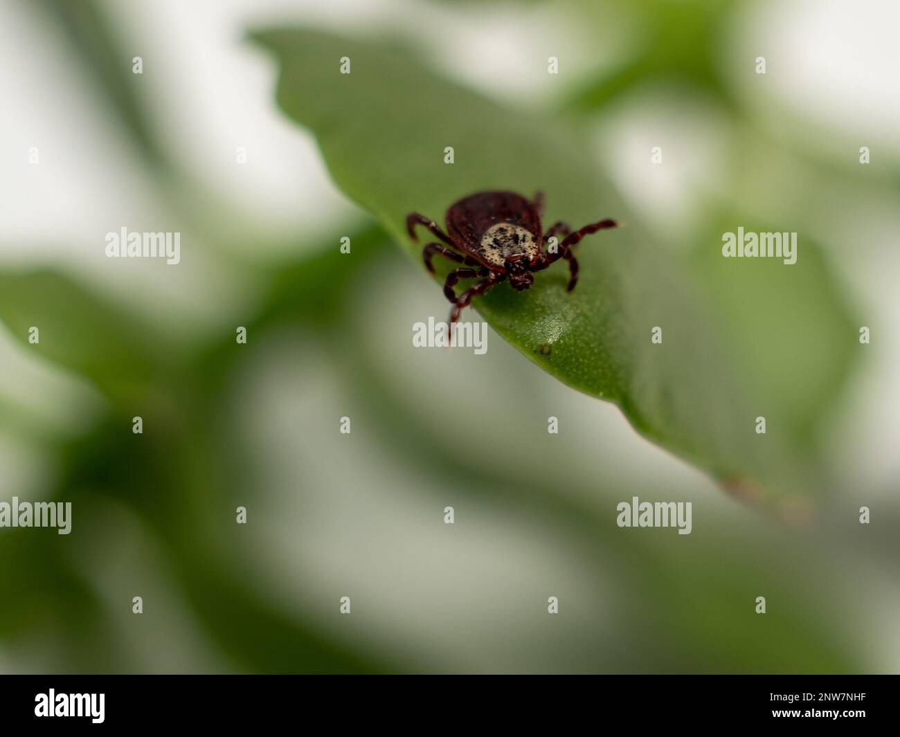 Infectious parasitic insect Dermacentor Dog Tick Arachnid on a green ...