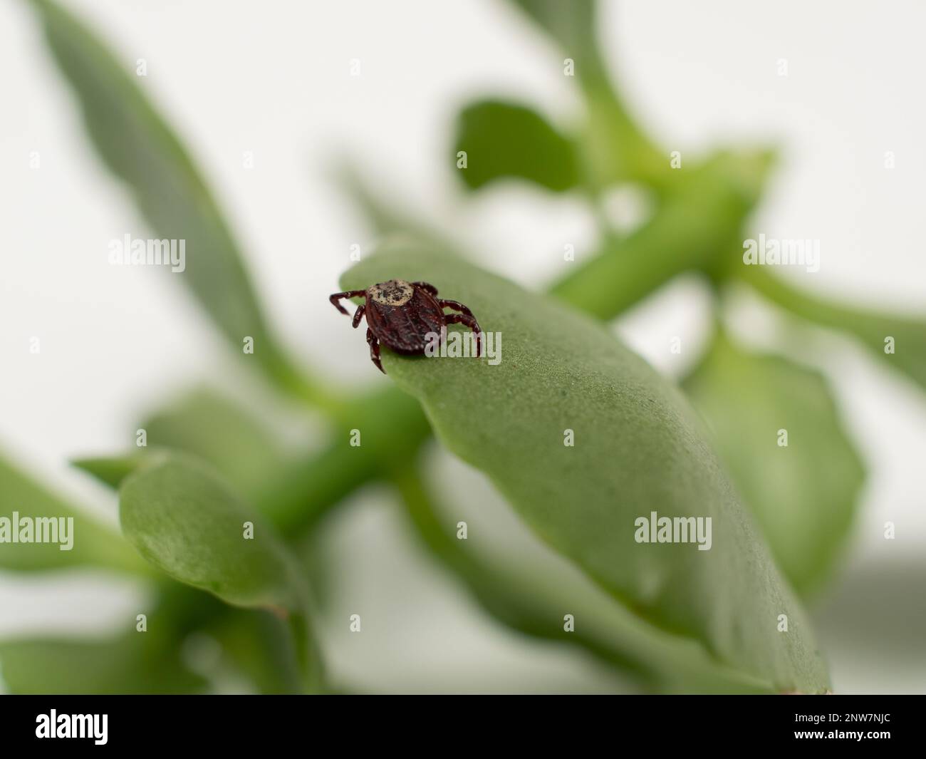 Infectious parasitic insect Dermacentor Dog Tick Arachnid on a green ...