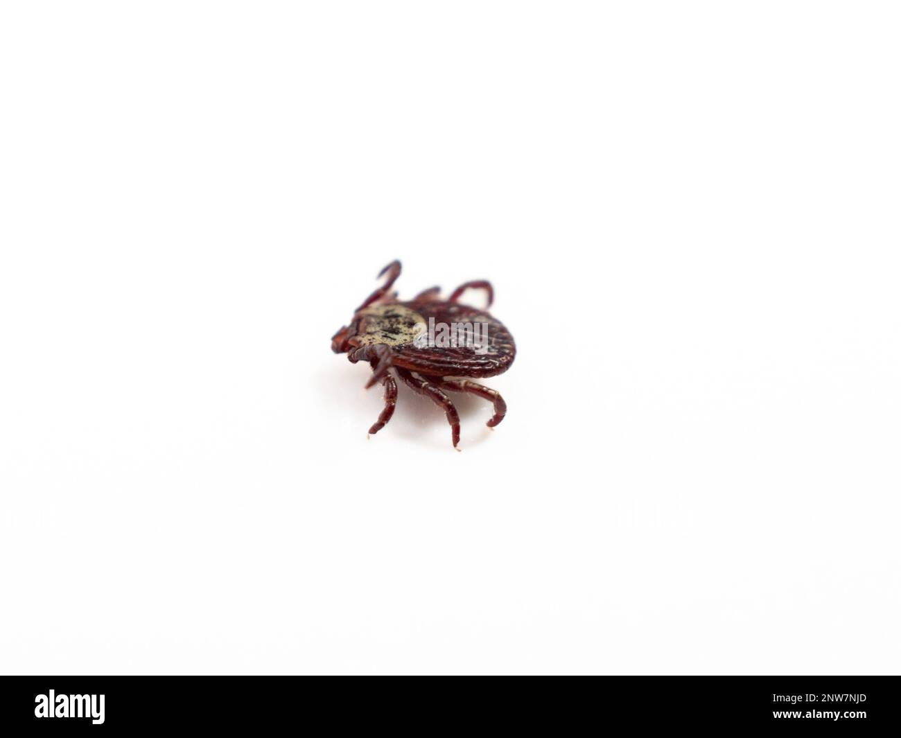Infectious Dermacentor Dog Tick Arachnoid Parasite Insect Macro ...