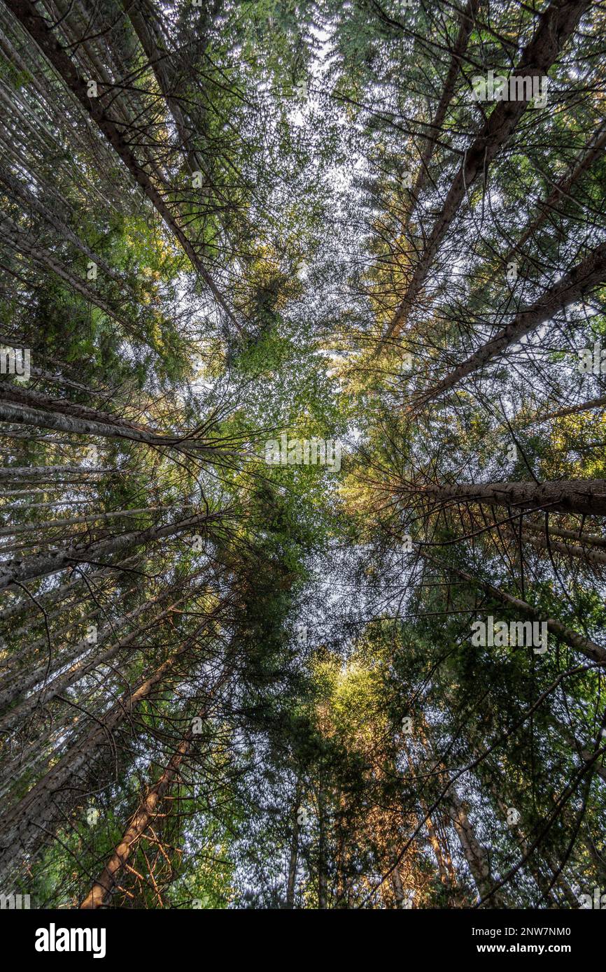 Beautiful background of forest trees seen from below Stock Photo - Alamy
