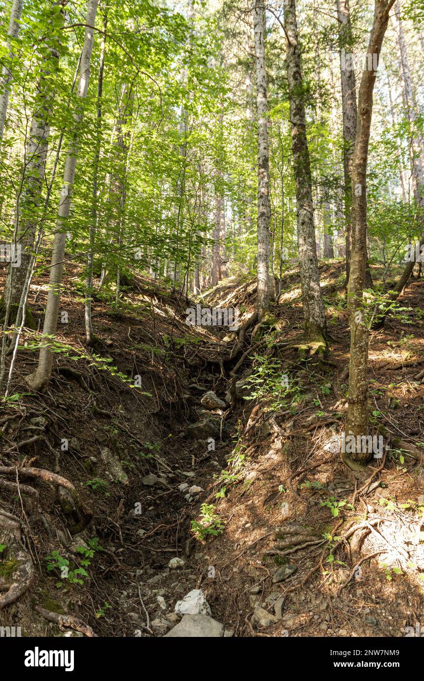 Natural landscape within the forest Stock Photo - Alamy