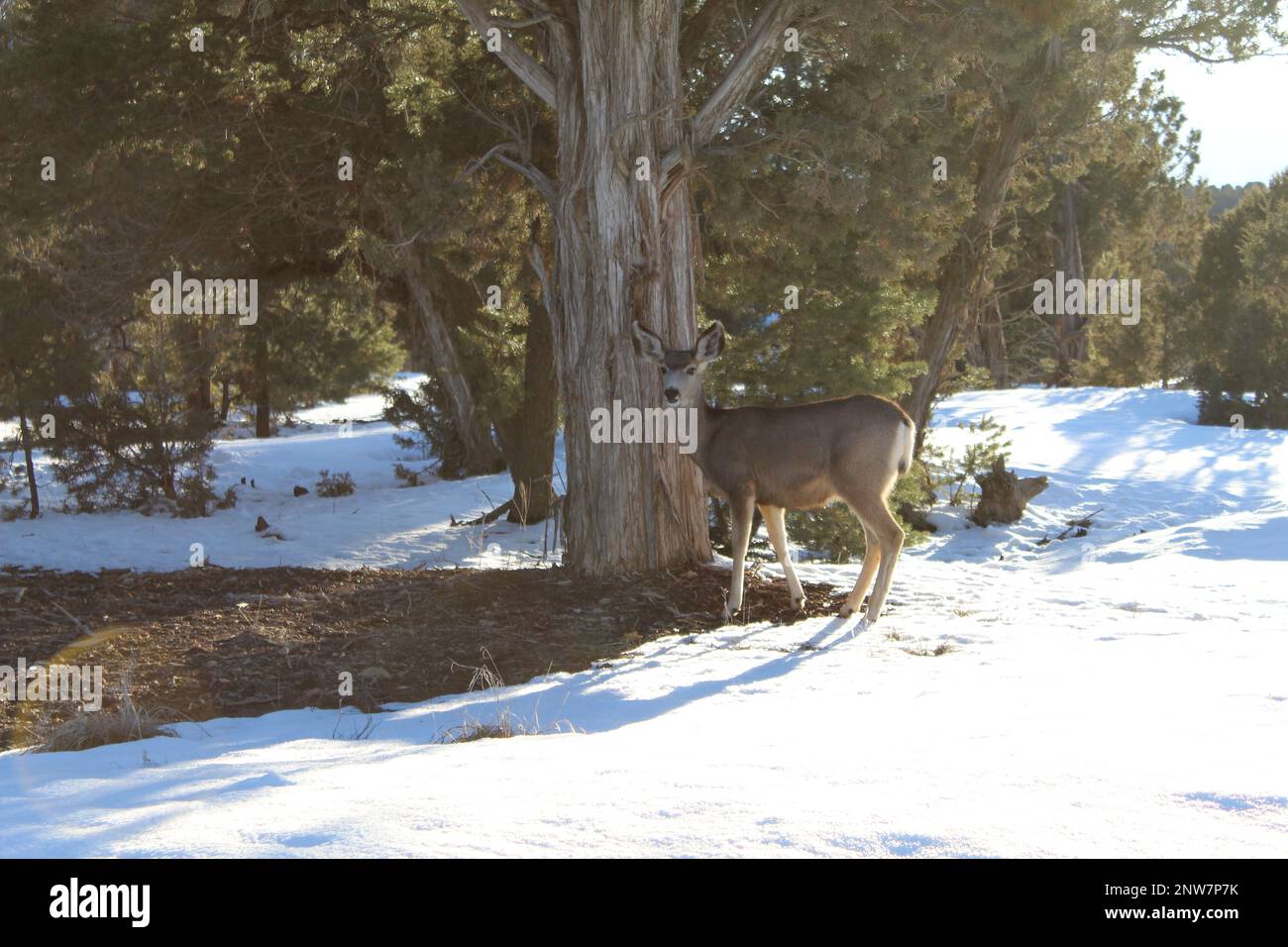 Side profile of deer hi-res stock photography and images - Alamy