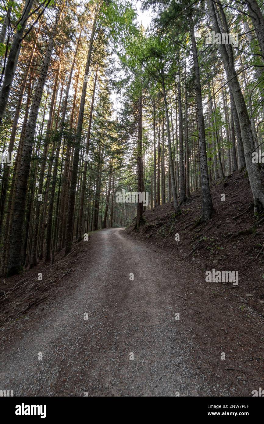 View of a road in the woods Stock Photo - Alamy