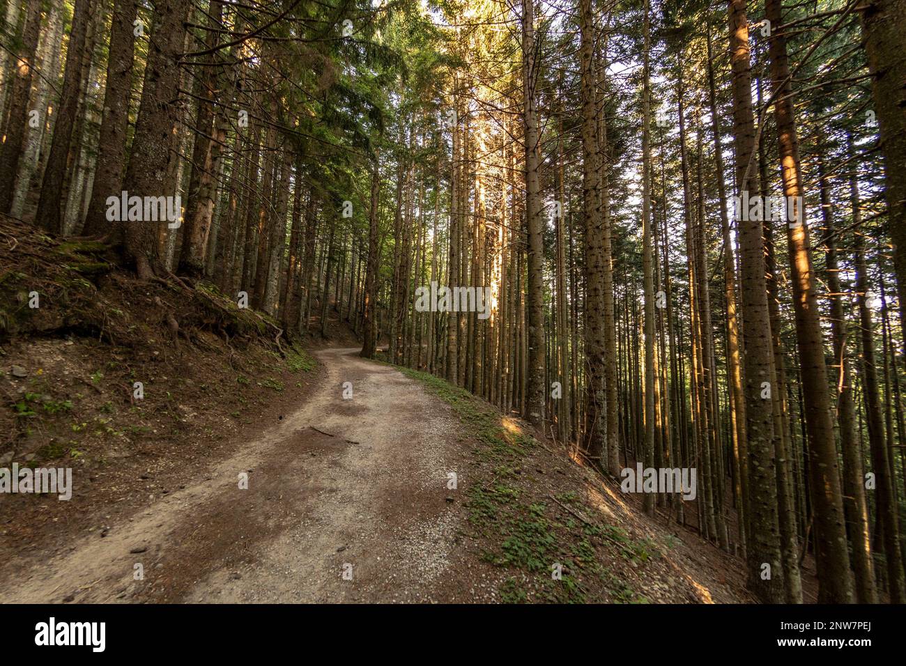 View of a road in the woods Stock Photo - Alamy