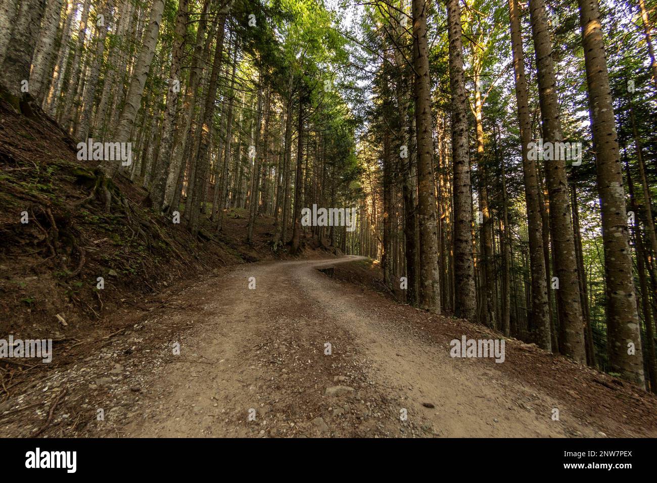 View of a road in the woods Stock Photo - Alamy