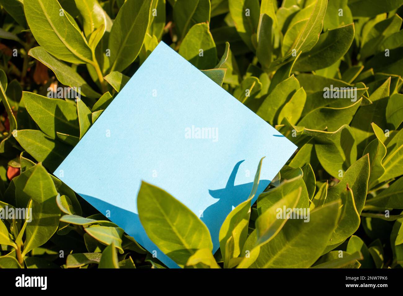 blue square paper note resting in a green leaf bush with empty free ...
