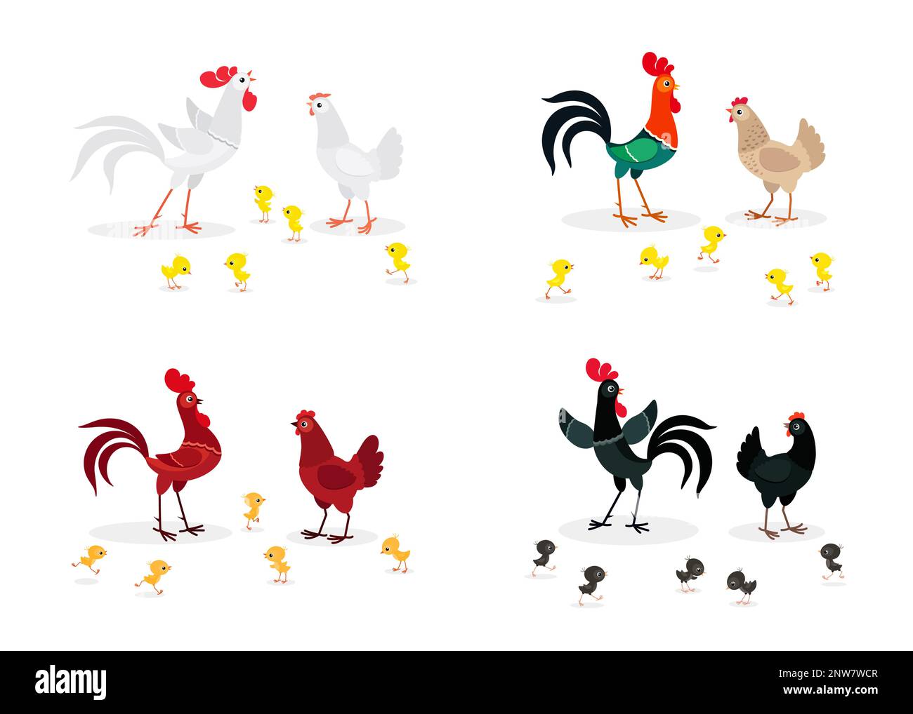 Colorful cartoon chicken families set. Vector illustration Stock Vector ...