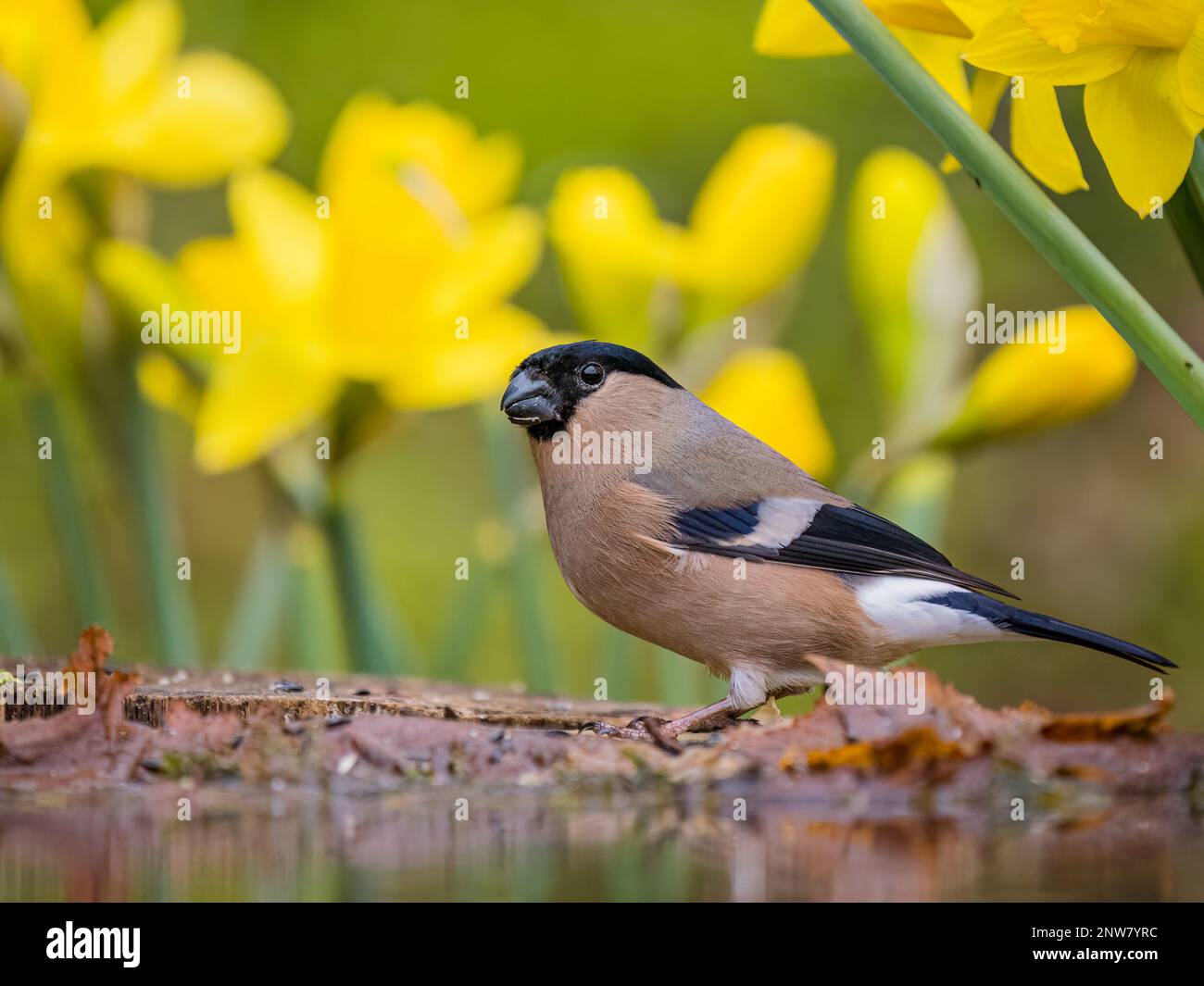 Sunfower seeds hi-res stock photography and images - Alamy