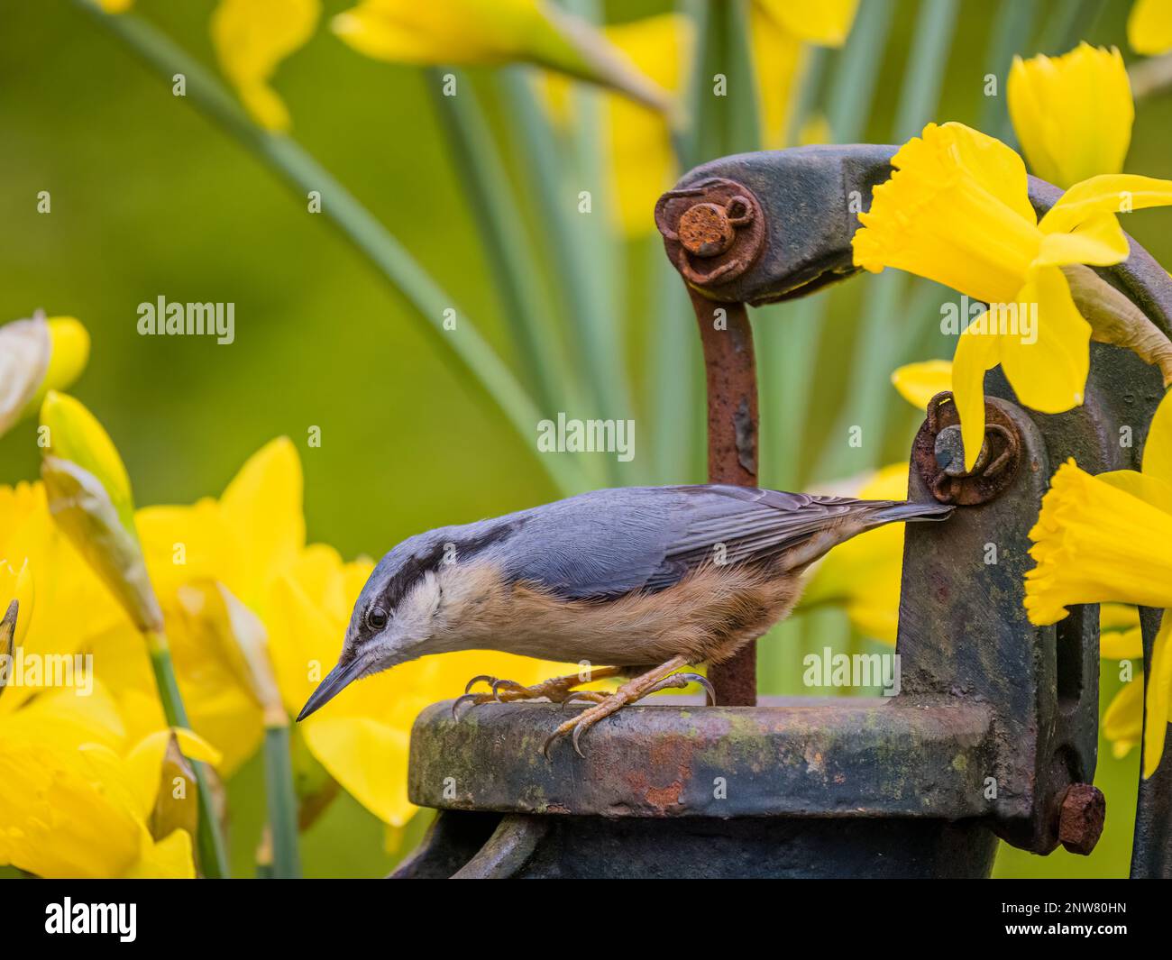 Aberystwyth, Ceredigion, Wales, UK. 28th Feb, 2023. Scattering a few ...