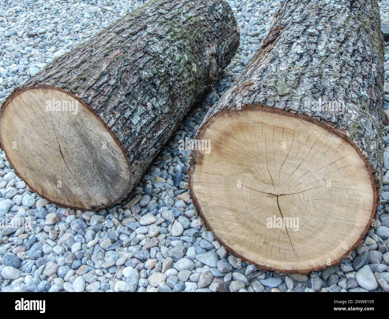 two tree trunks. wood concept Stock Photo - Alamy
