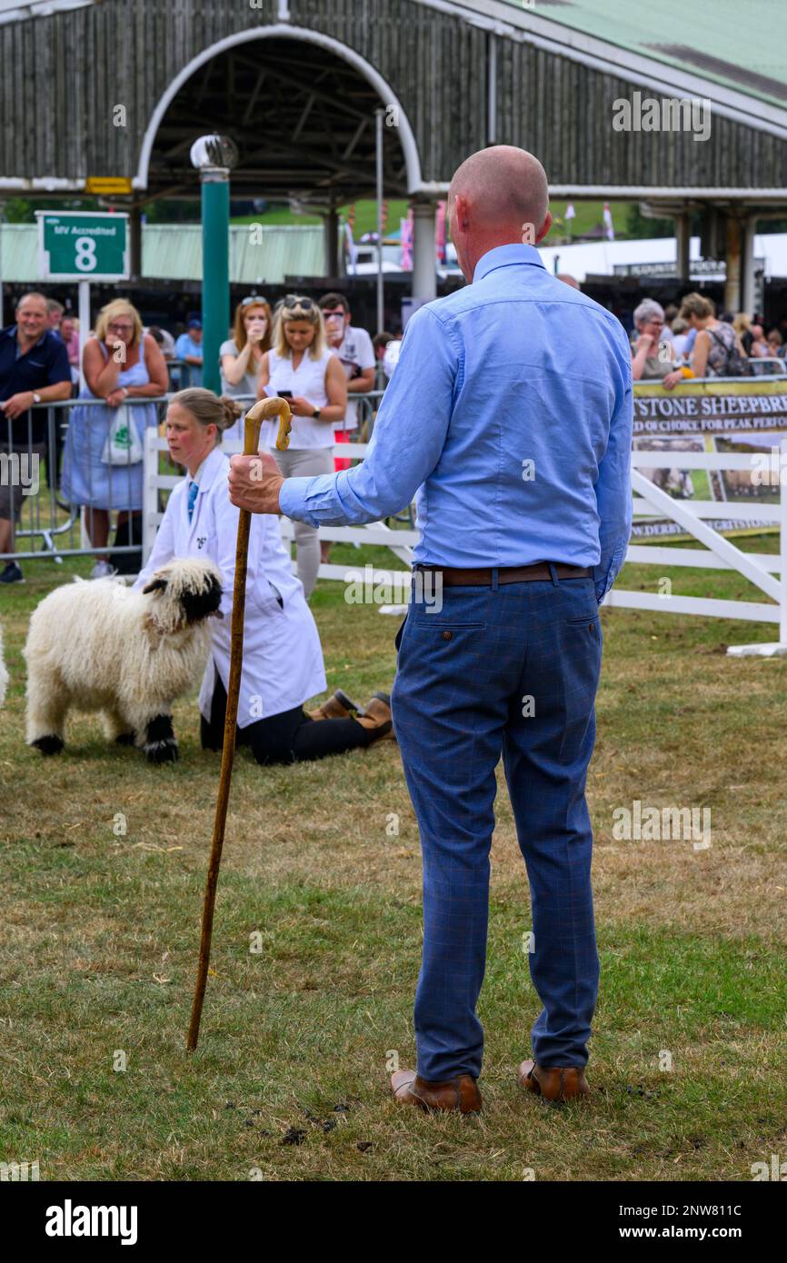 Cute Valais Blacknose sheep (white & black shaggy fleece) stand with ...
