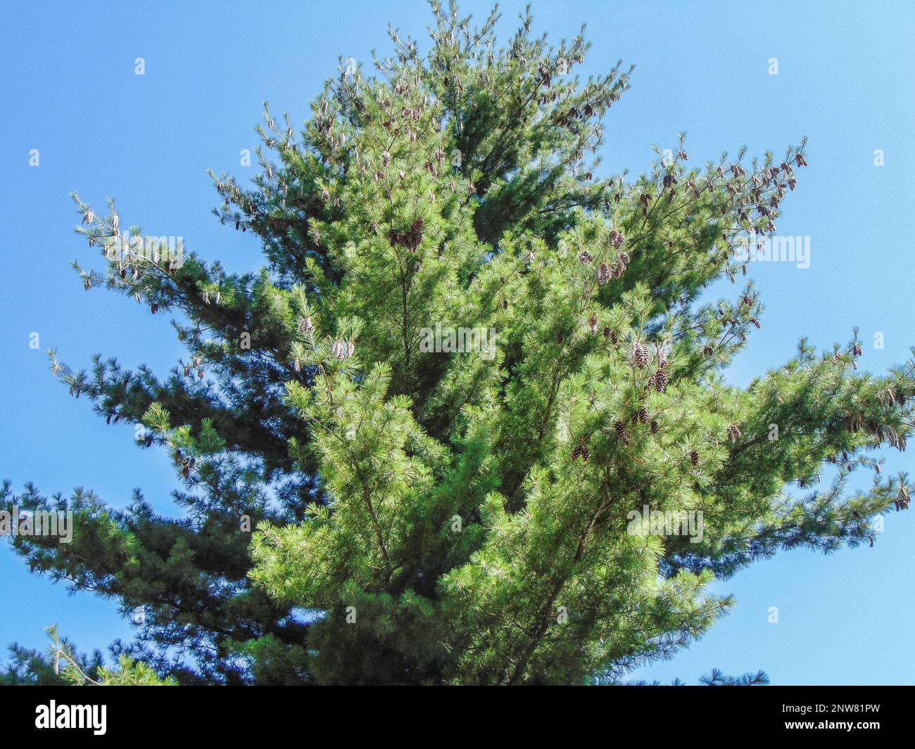 a big pine. Pinus strobus tree Stock Photo - Alamy