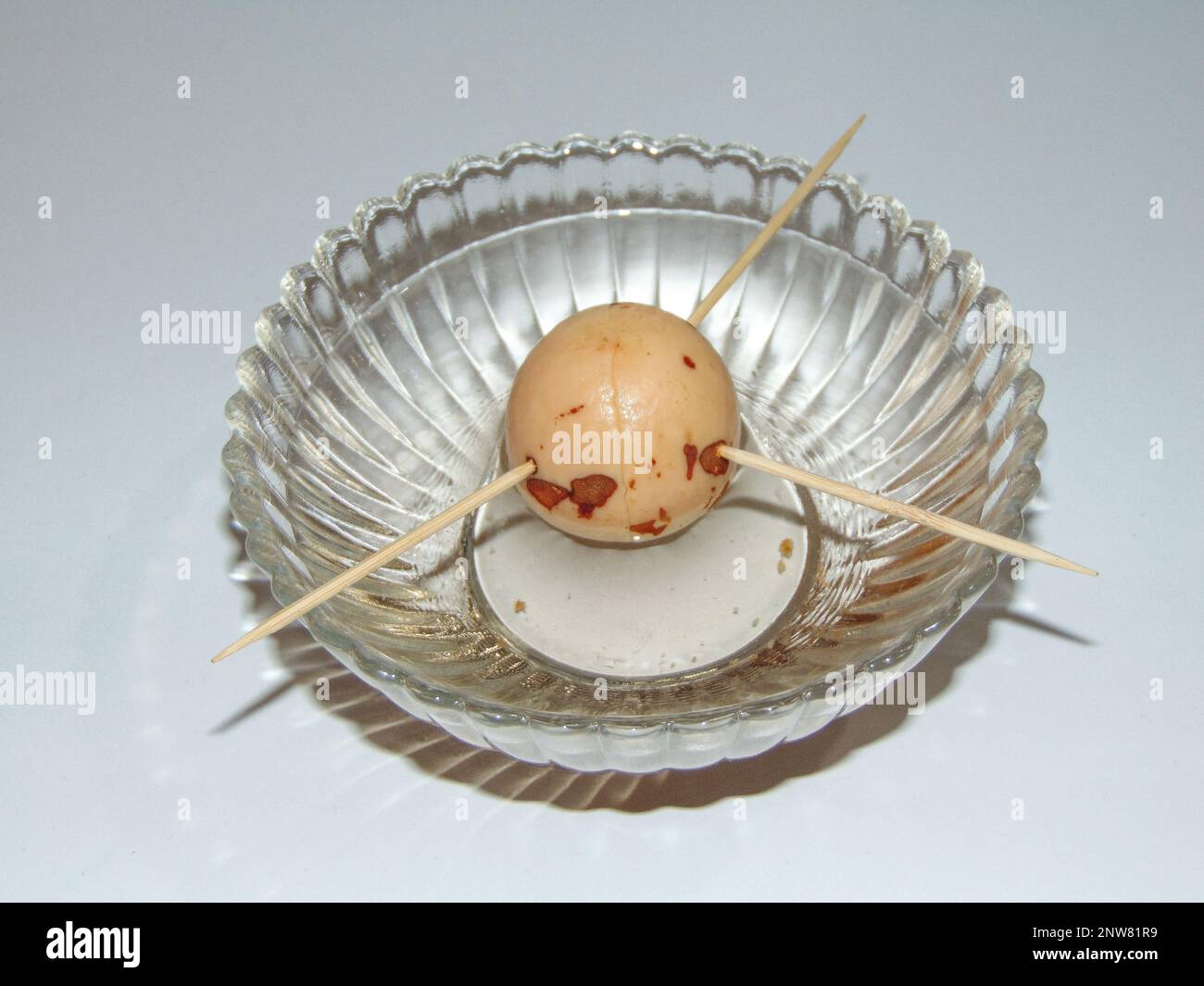 avocado seed germinated in water. Avocado kernel Stock Photo - Alamy