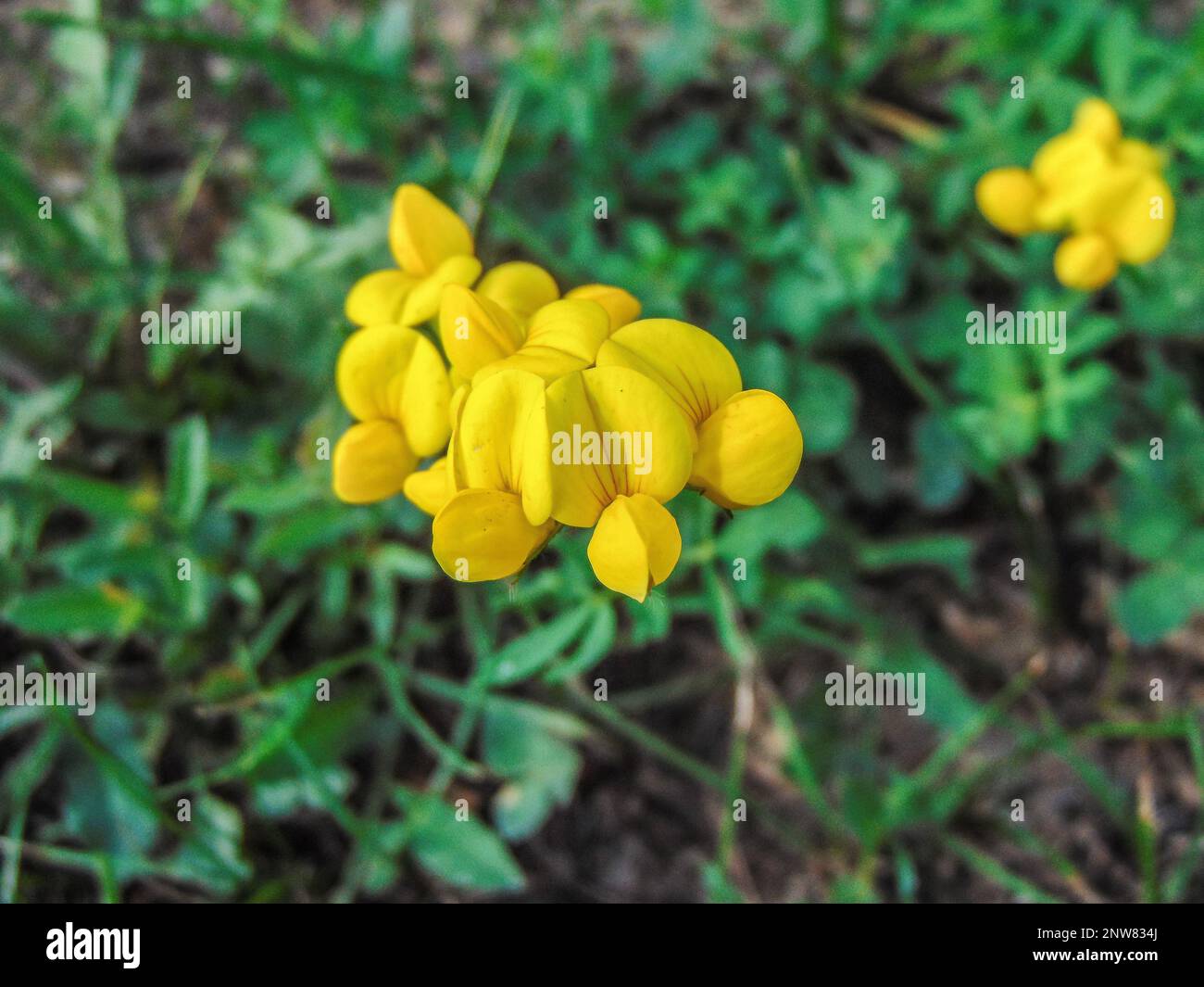 Bird's-foot Trefoil (Lotus corniculatus) flower in Maramures, Romania ...