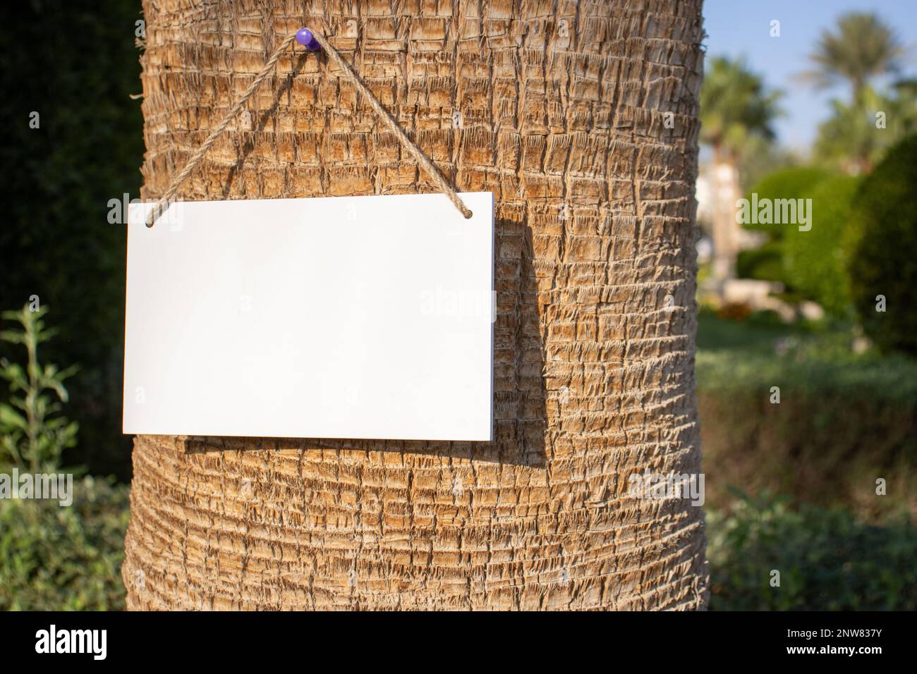 coconut tree with white hanging picture sign with empty free space for ...