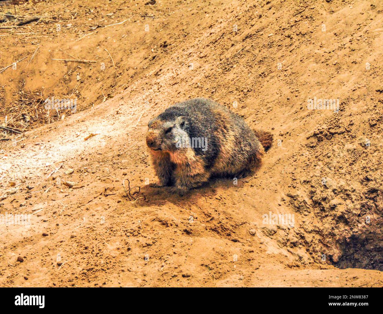 Marmot marmota monax hi-res stock photography and images - Alamy