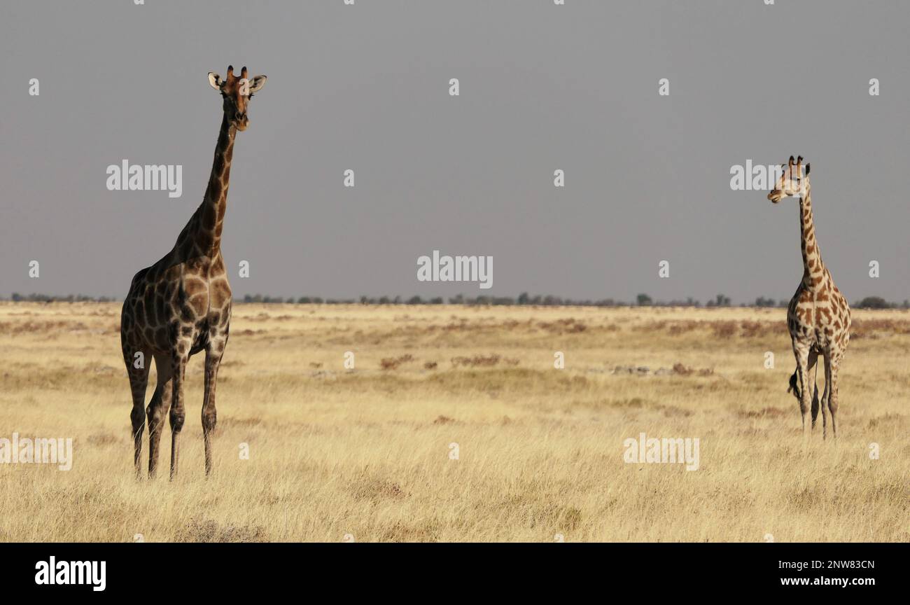 amazing animals, African giraffe Stock Photo - Alamy