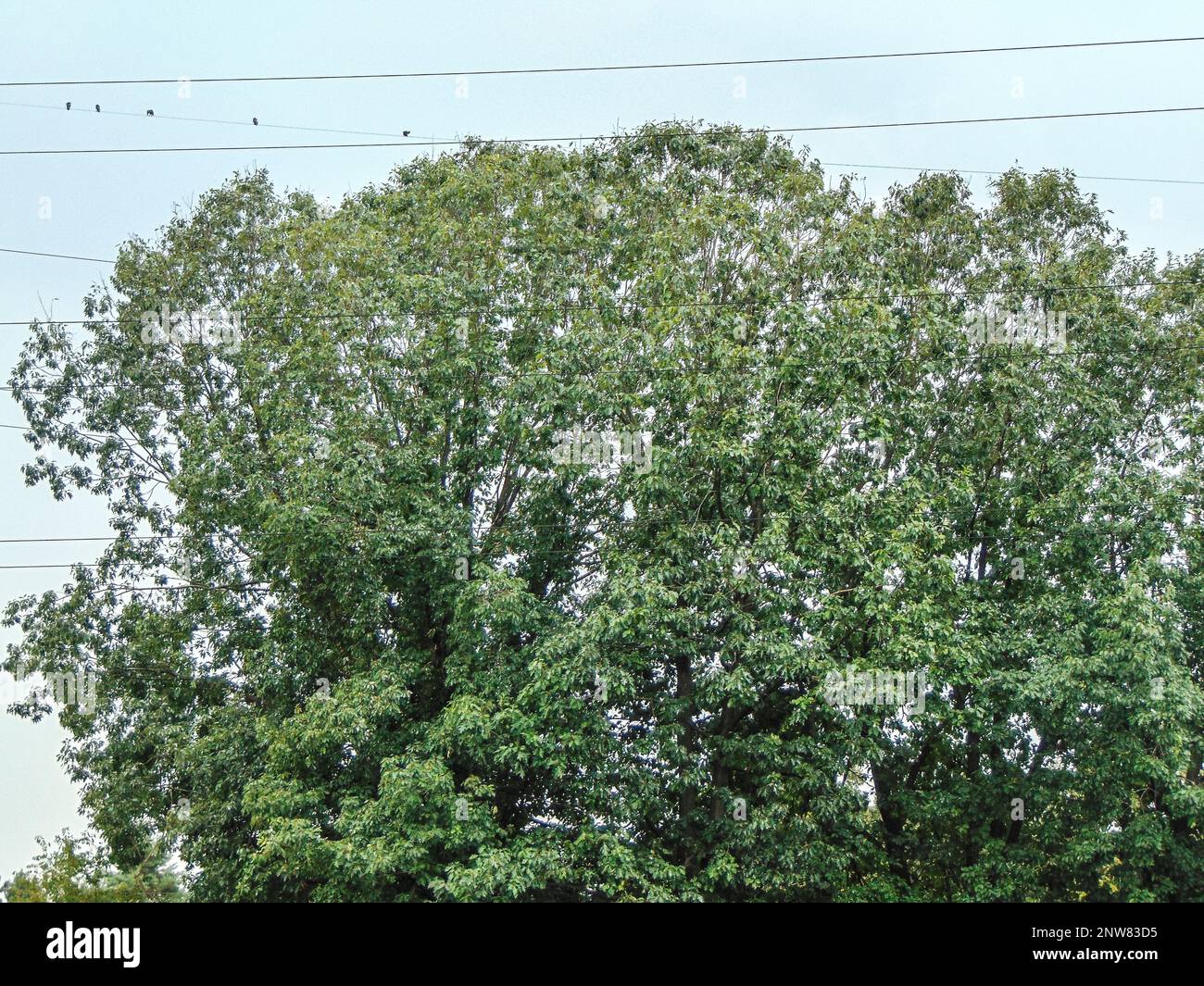 Oak trees in Romania. Big trees Stock Photo - Alamy