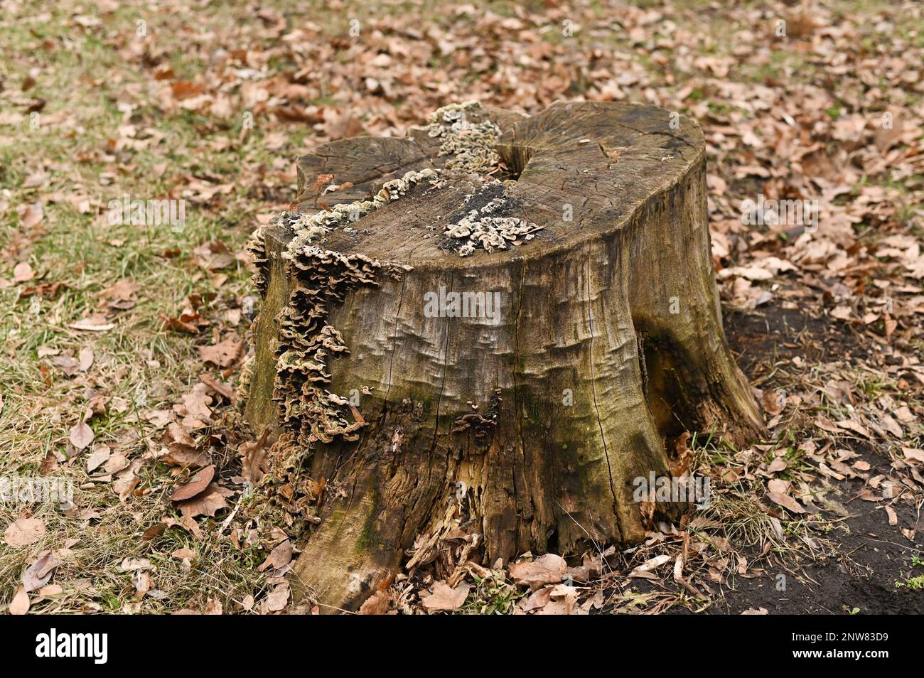 an old rotten stump overgrown with mushrooms Stock Photo - Alamy